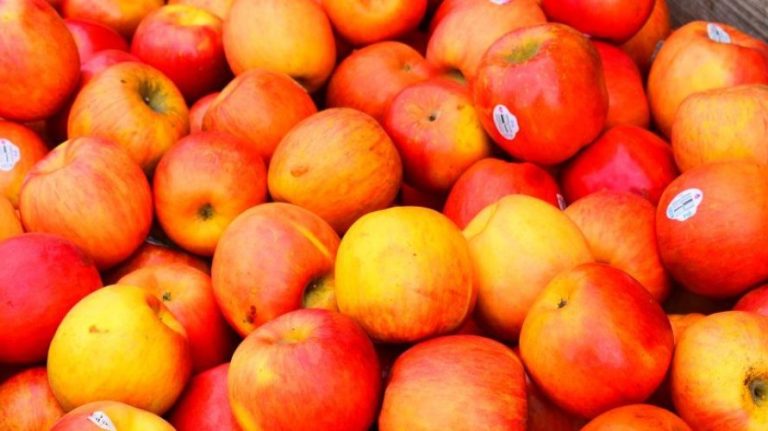 South Sound Food System Network – Grow a vibrant local food economy ...